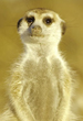 Meerkat Manor | TV Show Facts | Animal Planet | DVD | Season One ...