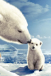 Arctic Tale DVD Review | Movie | North Pole | Global Warming | Queen ...
