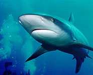 What is selachophobia?